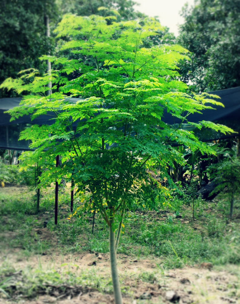 Moringa Trees: A Nutritional Miracle for Humanity - Prepare For Change