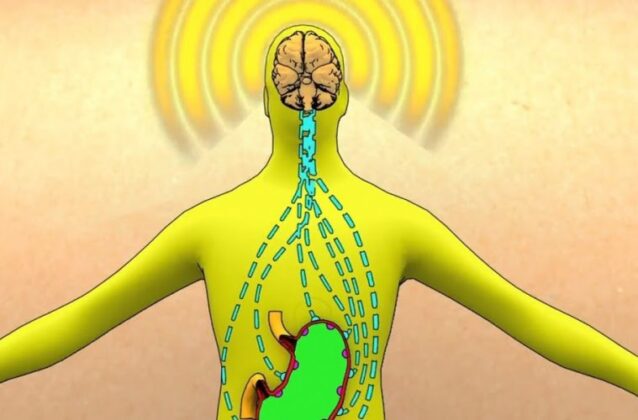 THIS IS WHAT HAPPENS TO OUR STOMACH RECEPTORS WHEN WE EAT JUNK FOOD ...