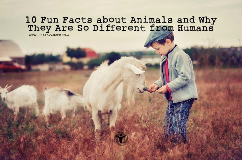 Fun Facts About Animals Fun Facts About Animals