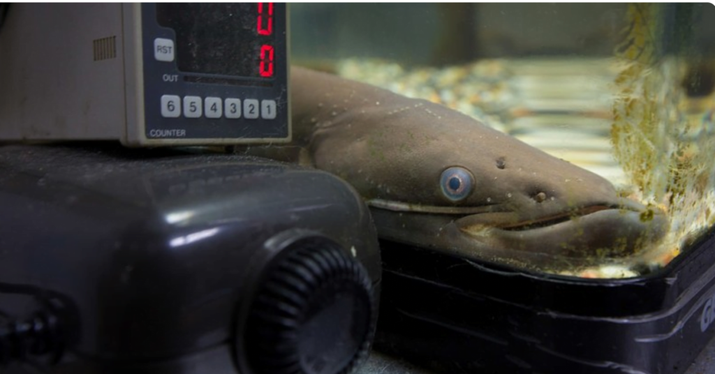 Soyboy: Japanese Researchers Use Soybean Compound to Turn Male Fish ...