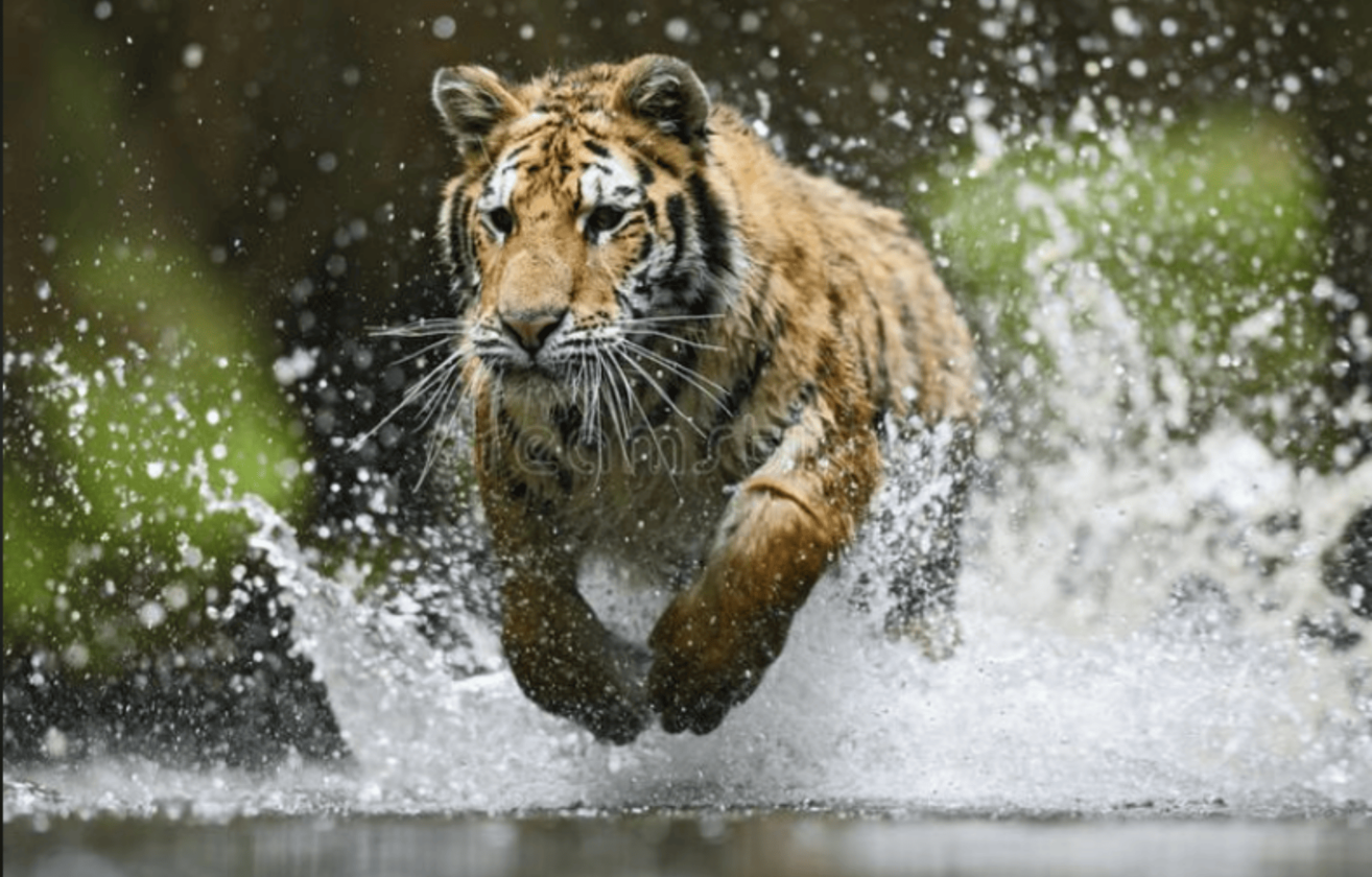 Chinese New Year of the Water Tiger - Prepare For Change