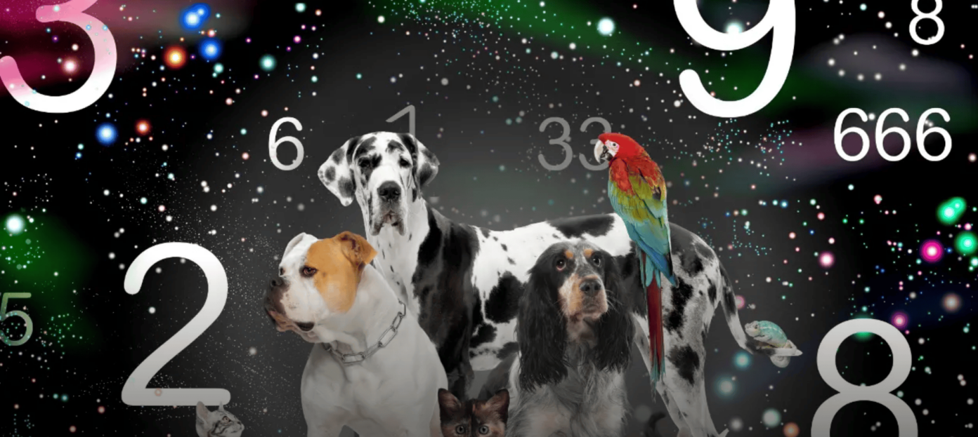 Animal Numerology: How Numbers Affect Our Pets? - Prepare For Change