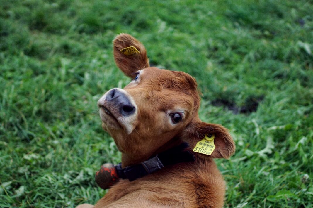 Bovaer Backlash: Danish Cows Collapsing Under Mandatory Methane ...
